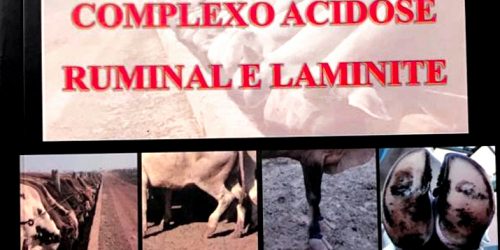 Complexo acidose ruminal e laminite - AprimoryVet | Cursos e Consultoria
